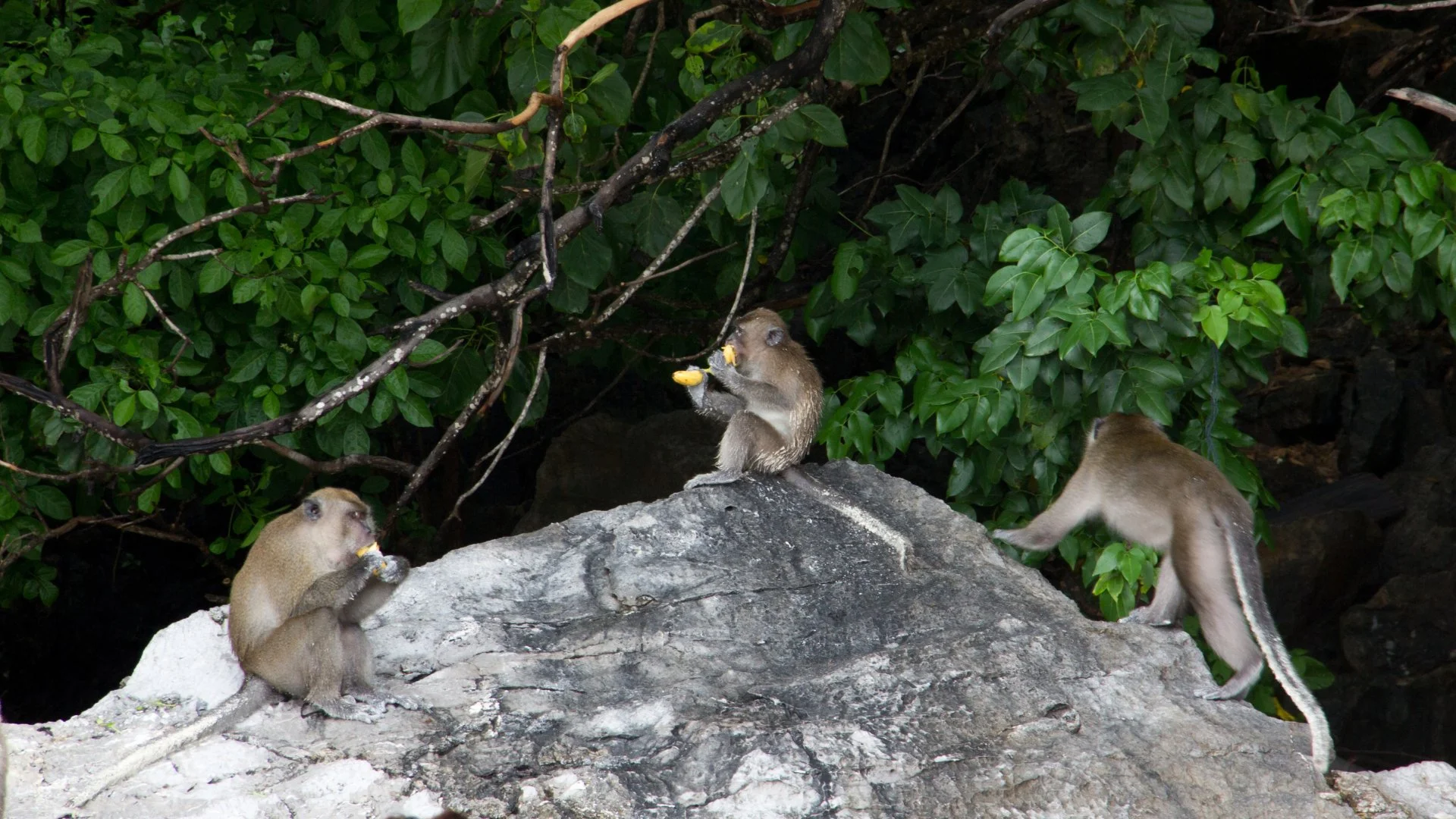 Phi Phi Island Luxury Catamaran Tour | Maya Bay & Monkey Bay ...